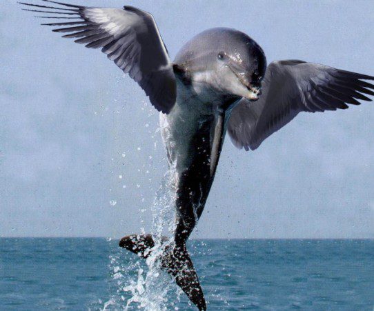 flying-dolphin-copy | Kathleen's Graphics