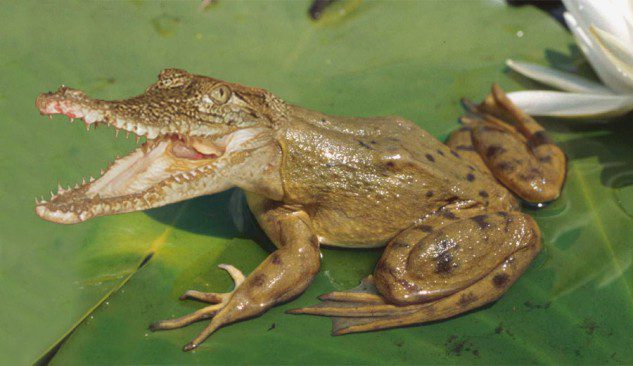 gator-frog-copy | Kathleen's Graphics