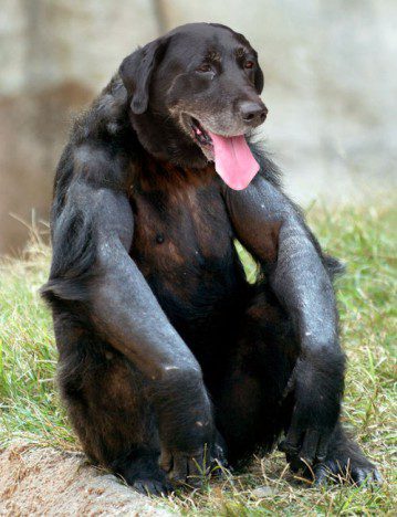 gorilla-dog-copy | Kathleen's Graphics