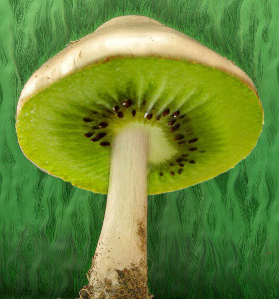 kiwi-mushroom-copy | Kathleen's Graphics