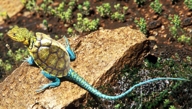 lizard-turtle-copy | Kathleen's Graphics