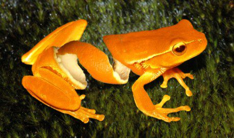 orange-peel-frog-copy | Kathleen's Graphics