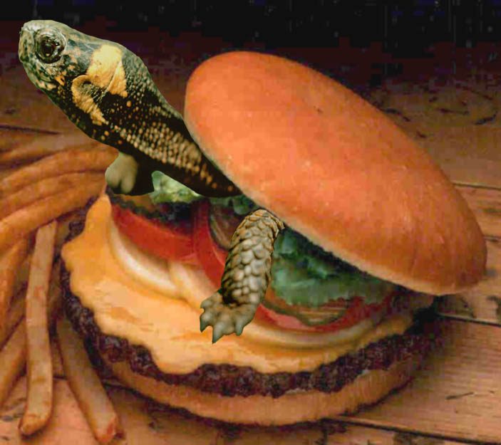 turtle-burger-2-copy | Kathleen's Graphics